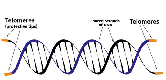 Telomere Testing - OrthoLiving